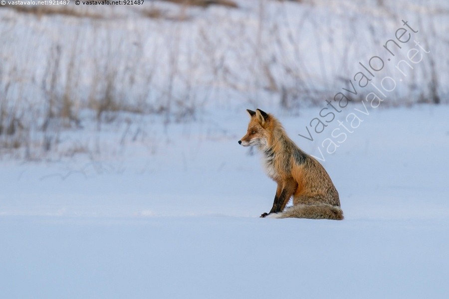 Kuva: Kettu - kettu punakettu Vulpes pelto valkoinen musta eläin lumi ...