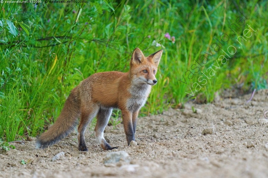 Kuva: Kettu - kettu punakettu Vulpes valkoinen vihreä musta eläin kuono ...