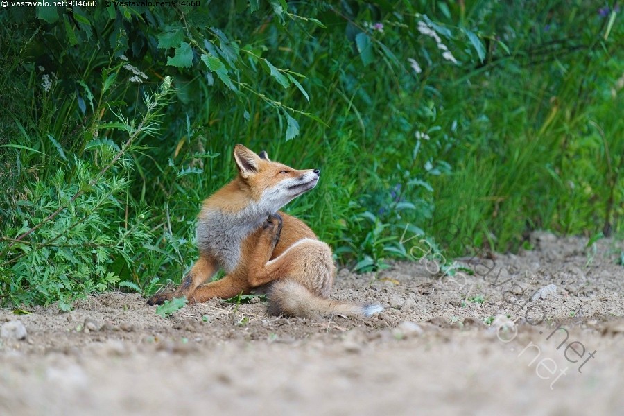 Kuva: Kettu - kettu punakettu Vulpes valkoinen vihreä musta eläin kuono ...