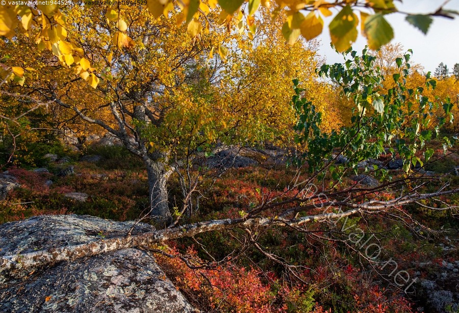 Kuva: Syksyn väriloistoa - Hevoskari Perämeri kivi kivikko syksy ruska ...