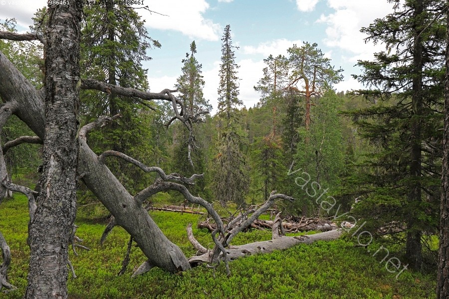 Kuva: Palotunturin vanhat kelot - Lappi kesä kesäkuu maisema metsä ...