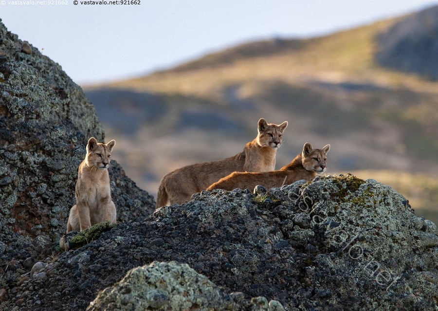 Kuva: Puumapentue Patagoniassa - Patagonia Torres del Paine Chile Etelä ...