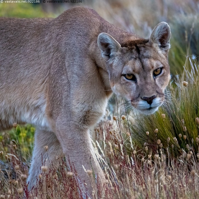 Kuva: Puuma - puuma Patagonia Torres del Paine Chile kissaeläin katse ...