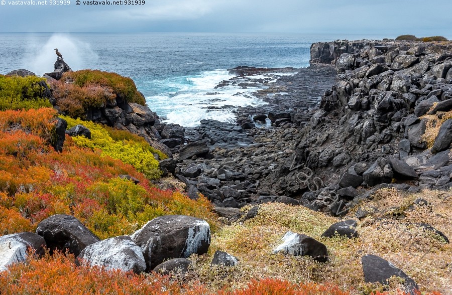 Kuva: Sinijalkasuula merimaisemassa - sinijalkasuula Sula nebouxii ...