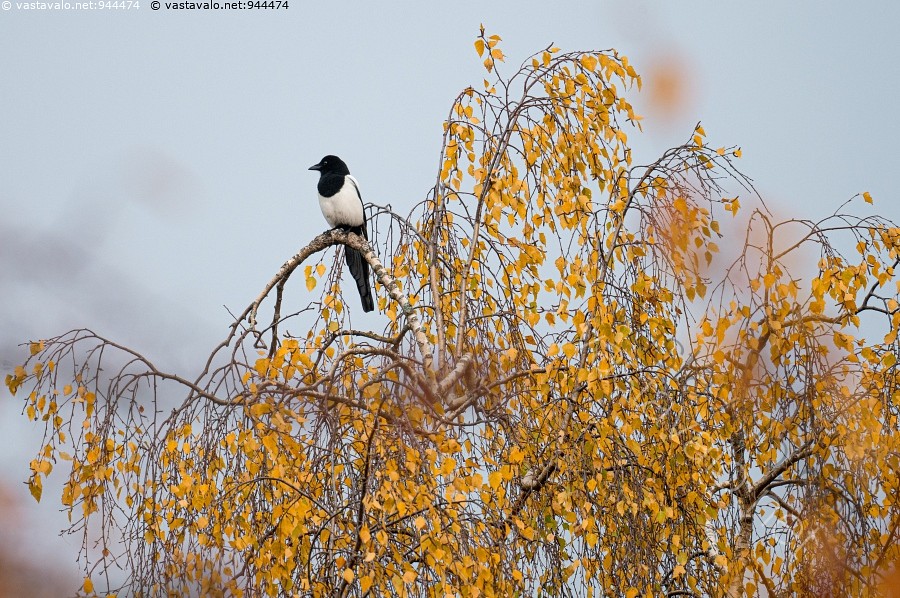 Kuva: Harakka - harakka Pica pica paikkalintu koivu ruskalehdet ...
