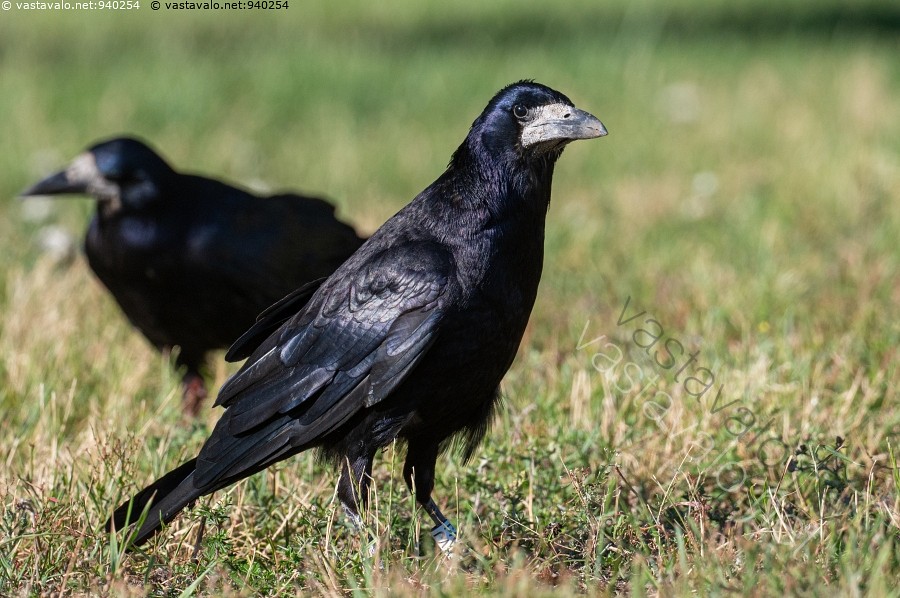 Kuva: Mustavaris - mustavaris varis musta nokka Corvus frugilegus ...