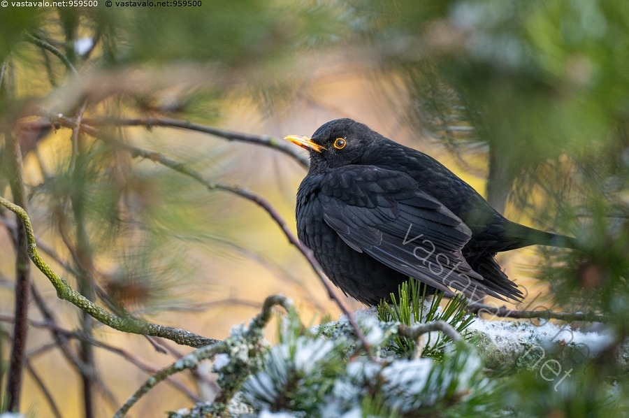 Kuva: Mustarastas - mustarastas Turdus marula musta keltainen ...