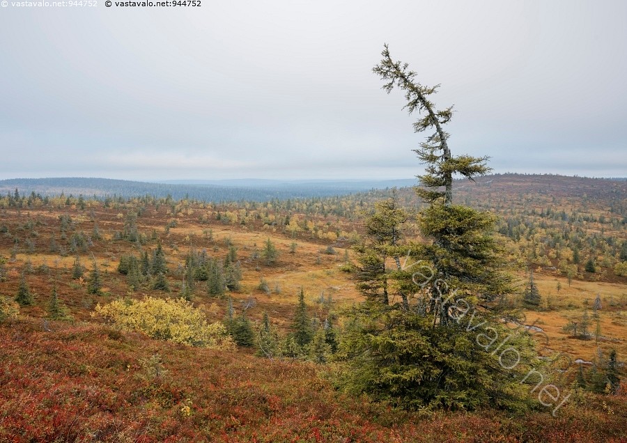 Kuva: Riisitunturin maisemia - Riisitunturin kansallispuisto rinnesuo ...