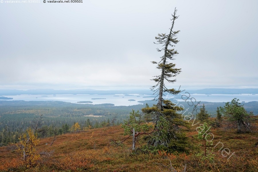 Kuva: Näkymä Kitkajärvelle - Riisitunturin kansallispuisto vaara kuusi ...