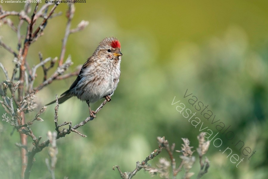 Kuva: Urpiainen - Acanthis flammea peippolintu Vardø Varangin niemimaa ...
