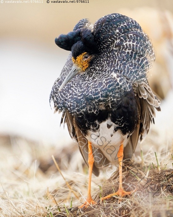 Kuva: Suokukko - suokukko Calidris pugnax kahlaaja nokka silmä höyhenet ...