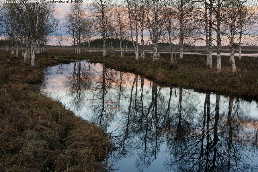 Kuva: Myöhäisen kevätillan sävyjä - suo turvemaa neva metsäsaareke ...