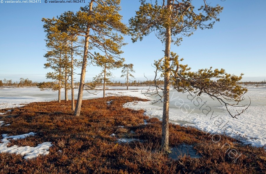 Kuva: Keväinen keidassuo - suo keidassuo neva Martimoaapa Martimoaavan ...