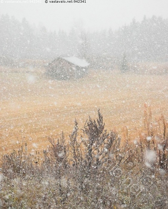 Kuva: Lumisade peittää pellon - lumi räntä sade ensilumi lato pelto ...