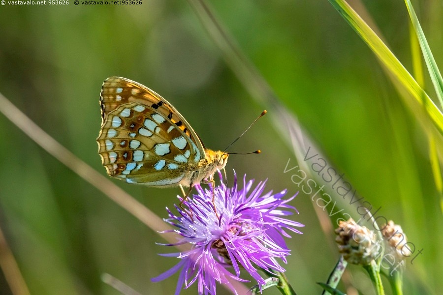 Kuva: Rinnehopeatäplä - rinnehopeatäplä Argynnis niobe perhonen ...