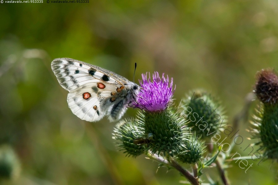 Kuva: Apollo - apollo isoapollo parnassius uhanalainen harvinainen ...