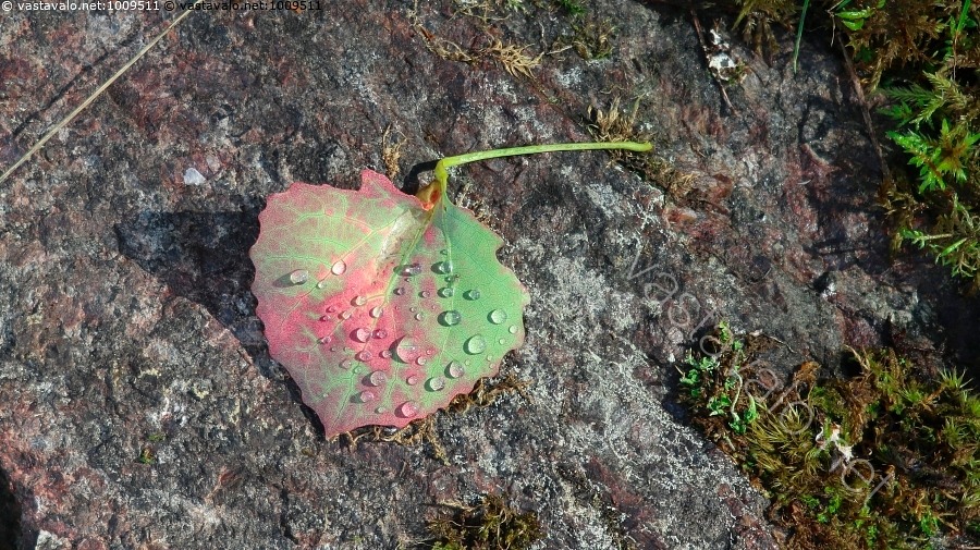 Kuva: Haavan lehdellä pisarat sateen jälkeen - haapa Populus tremula ...