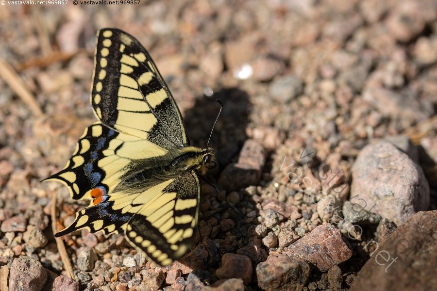Kuva: Ritariperhonen - Papilio machaon perhonen päiväperhonen ...