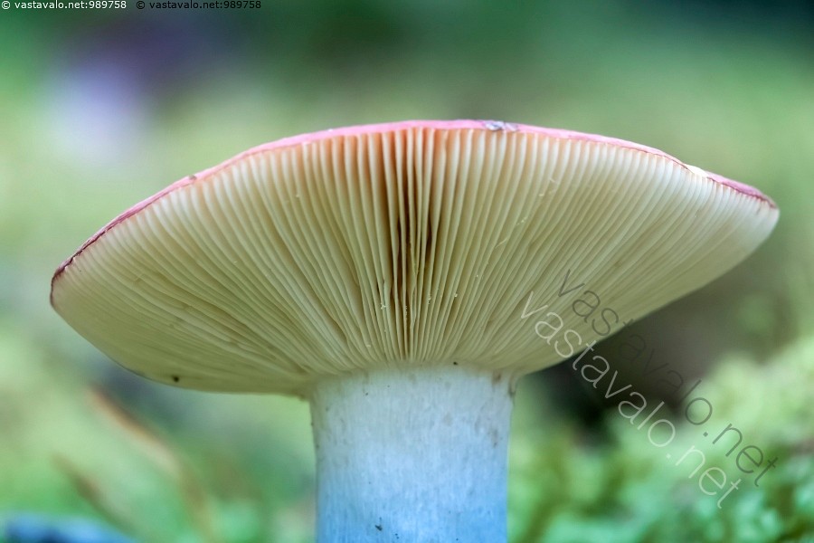 Kuva: Sienen heltat - sieni hapero heltta heltat lakki jalka valkoinen ...