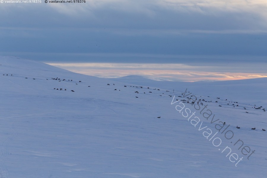 Kuva: Porot Kevon luonnonpuistossa - Kevon luonnonpuisto tunturit tunturi talvi lumi poronhoito ...