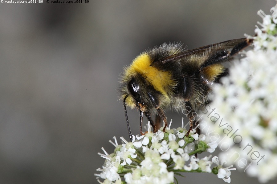 Kuva: Kimalainen - kimalainen makro lähikuva kukka valkoinen Bumblebee ...