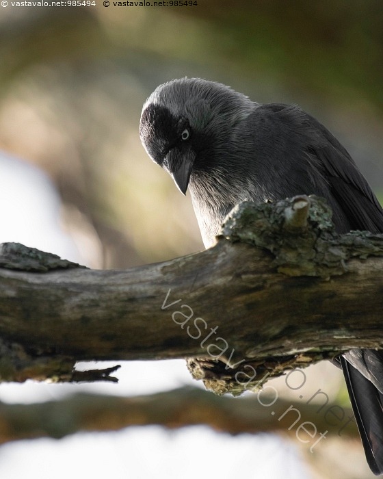 Kuva: Alas tuijottava naakka - naakka Corvus monedula oksa tammi ...