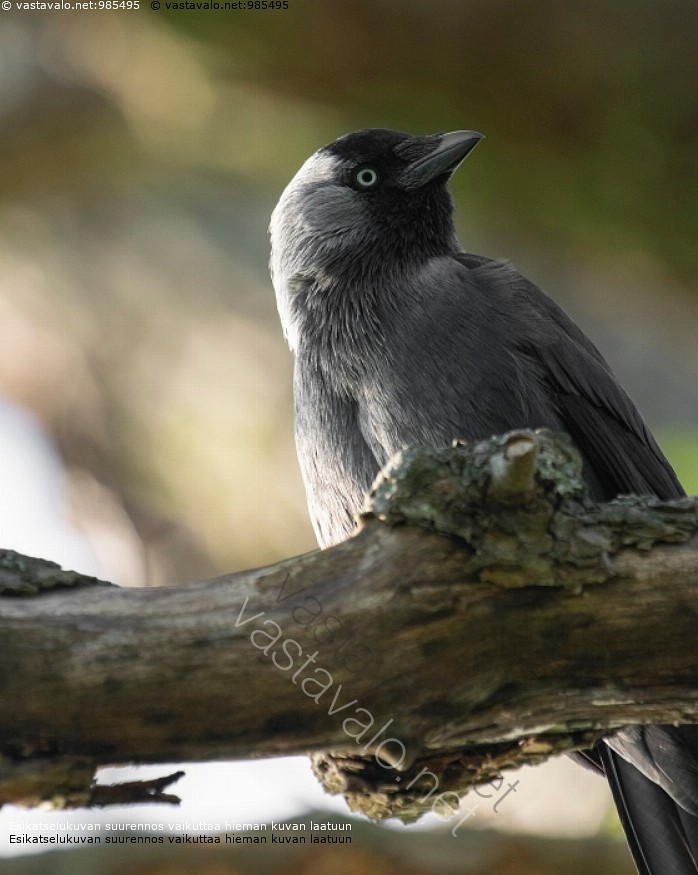 Kuva: Tuijottava naakka - naakka Corvus monedula oksa tammi metsätammi ...