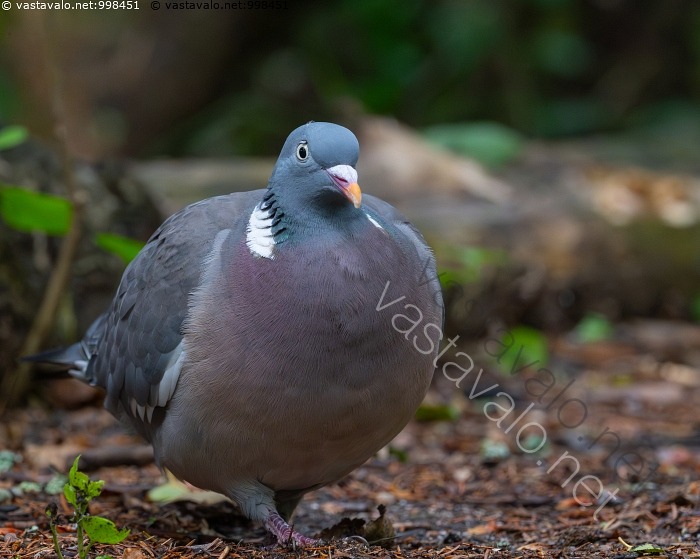Kuva: Sepelkyyhky - Columba palumbus sepelkyyhky kyyhky kyyhkynen nokka ...