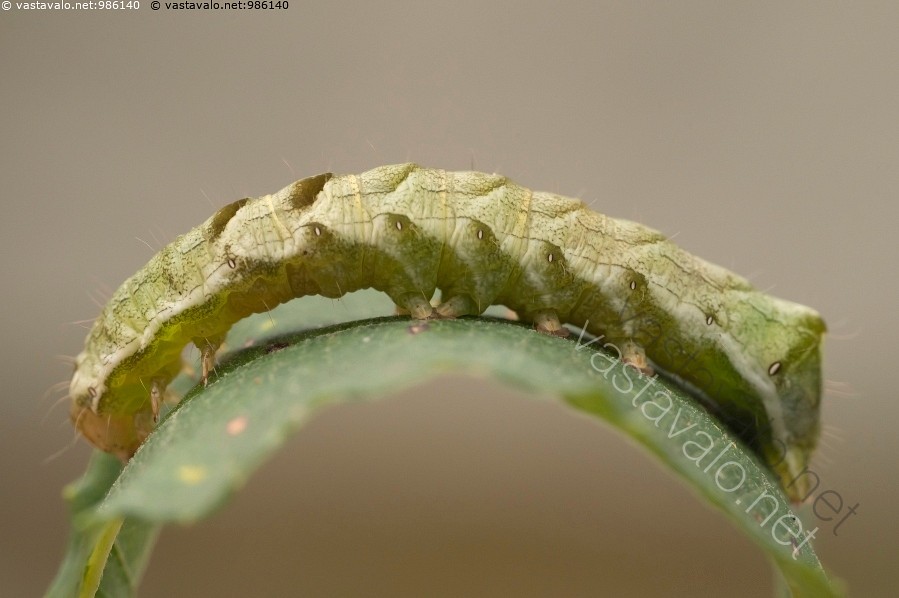 Kuva: Täplätarhayökkösen toukka horsmalla - täplätarhayökkonen ...