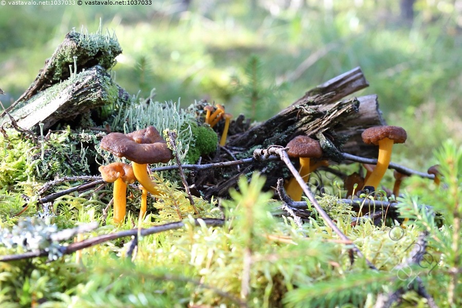 Kuva: Suppilovahvero - Suppilovahvero Cantharellus tubaeformis sieni ...