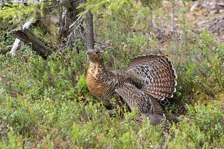 Kuva: Koppelo eli naaras metso Tetrao urogallus. - koppelo metso ...
