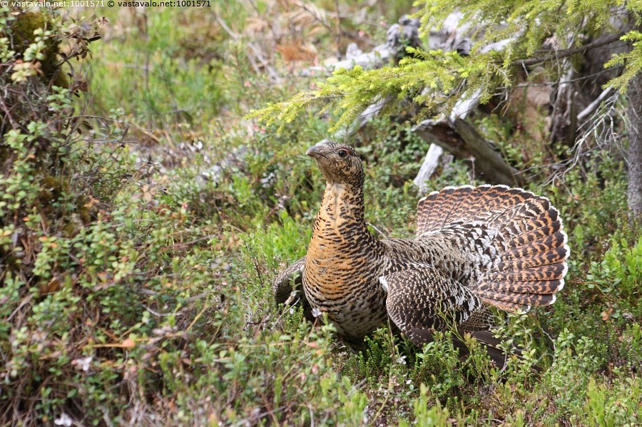 Kuva: Koppelo eli naaras metso Tetrao urogallus. - koppelo metso ...
