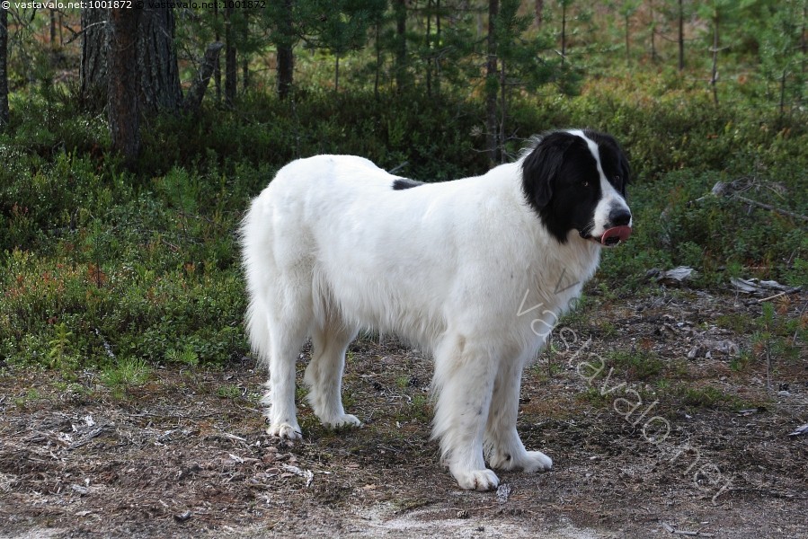 Kuva: Landseer vesipelastuskoira - koiraharrastus Landseer koirarotu ...