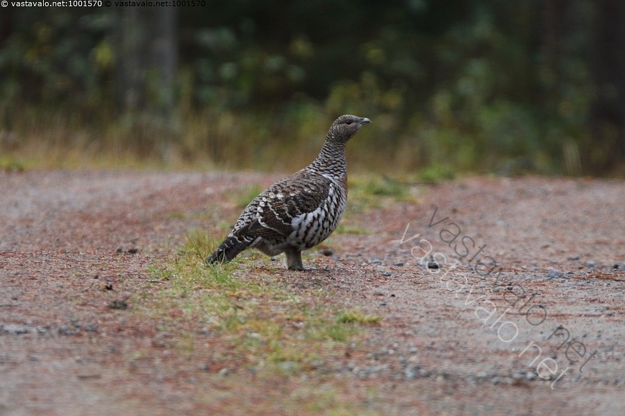 Kuva: Koppelo eli naaras metso Tetrao urogallus. - koppelo metso ...