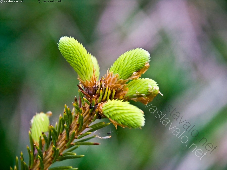 Kuva: Kasvu - metsä kuusi neulanen lehti havu puu oksa vihreä Laihia ...
